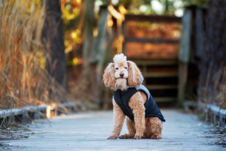 Pet Photo Tip—Try backlighting in your images | Windhound Photography ...