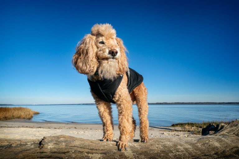 Pet Photo Tip—Try backlighting in your images | Windhound Photography ...